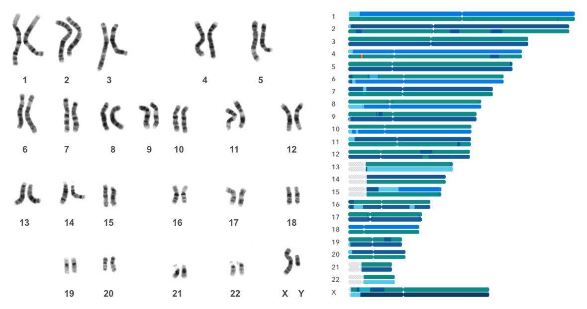 Meet Your Chromosome Painting - 23andMe Blog