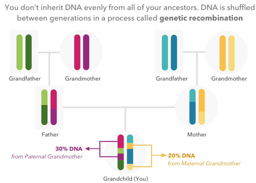 What it means to have “Native American DNA”* - 23andMe Blog